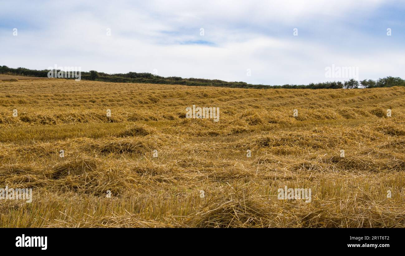 Straw lies on a threshed field on a summer day. A farmer's field in ...