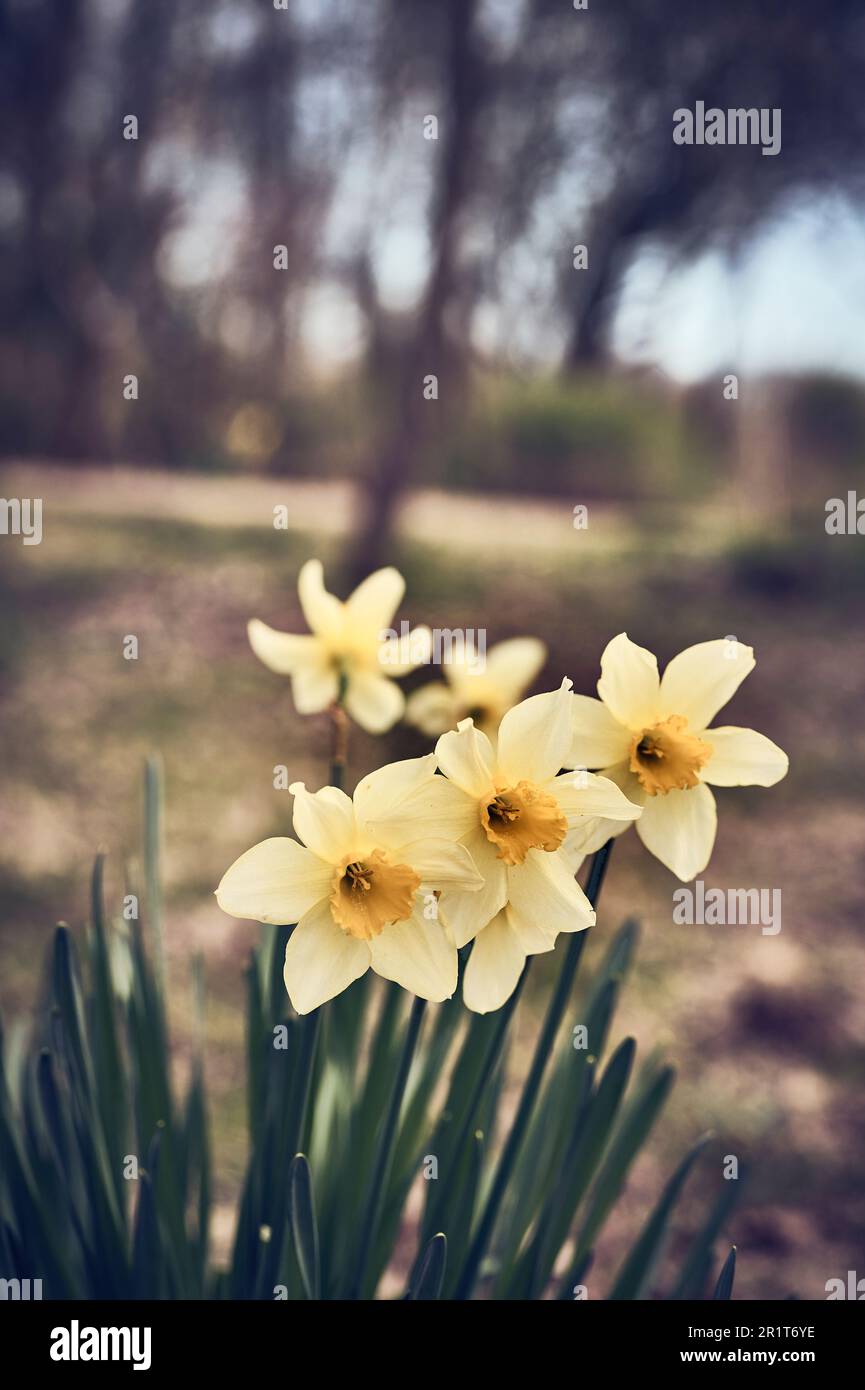 Early spring daffodils in woodland setting Stock Photo - Alamy