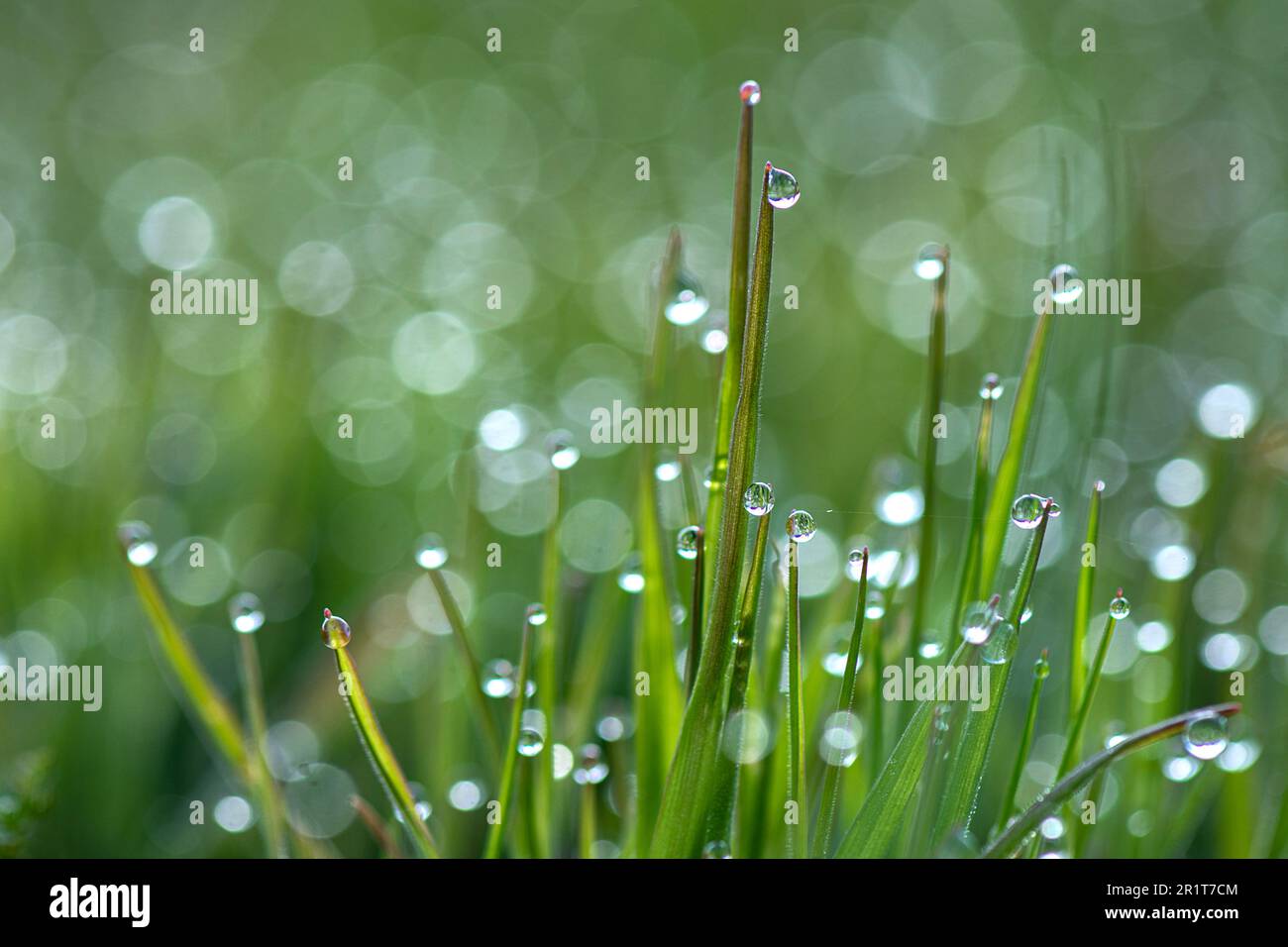 Water droplets forming on the grass early in the morning Stock Photo ...