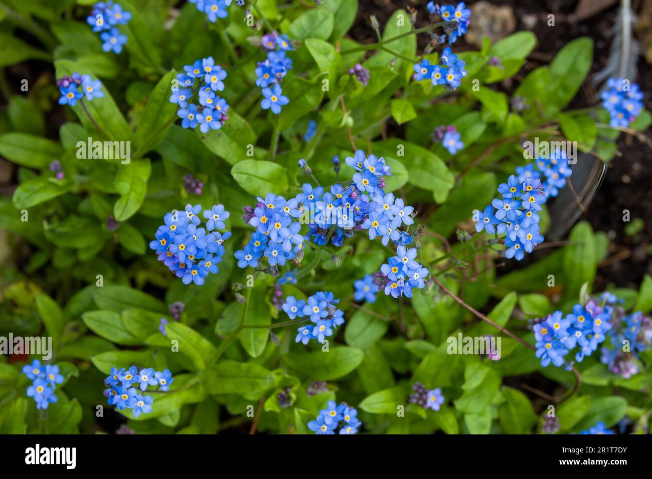 close up of forget me nots a symbol of true love and respect Stock ...