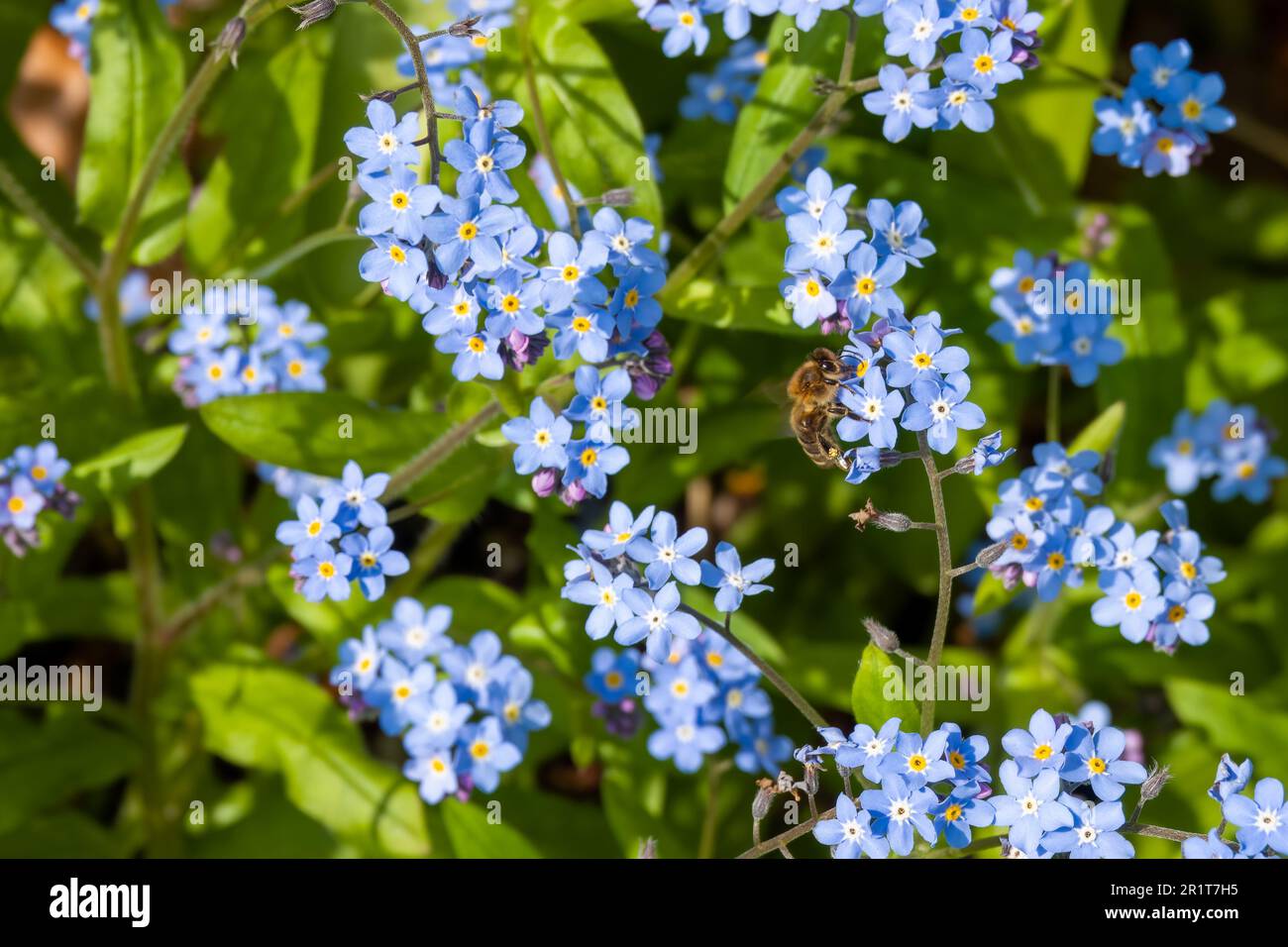 close up of forget me nots a symbol of true love and respect Stock ...
