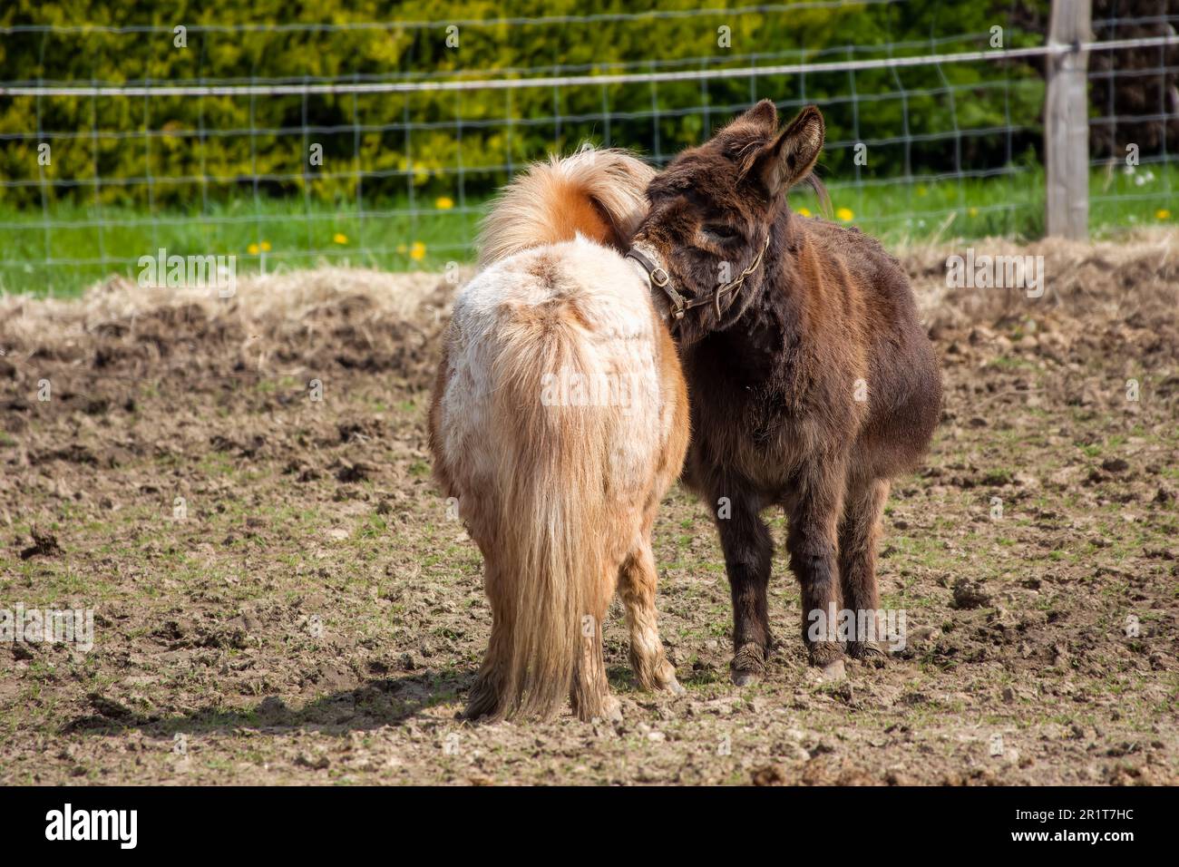 small shetland pony and cute brown donkey nuzzling one another Stock ...