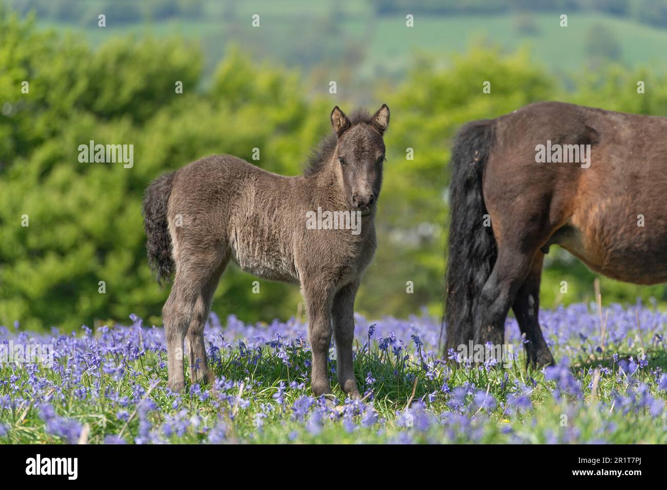 cute. baby foal in bluebells Stock Photo - Alamy