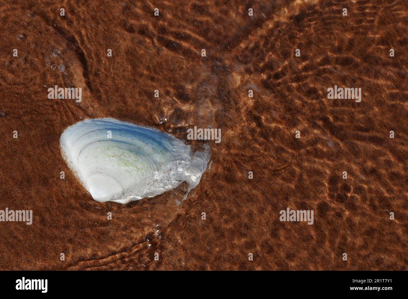 Water ripples around a seashell at the edge of a sandy beach on the ...