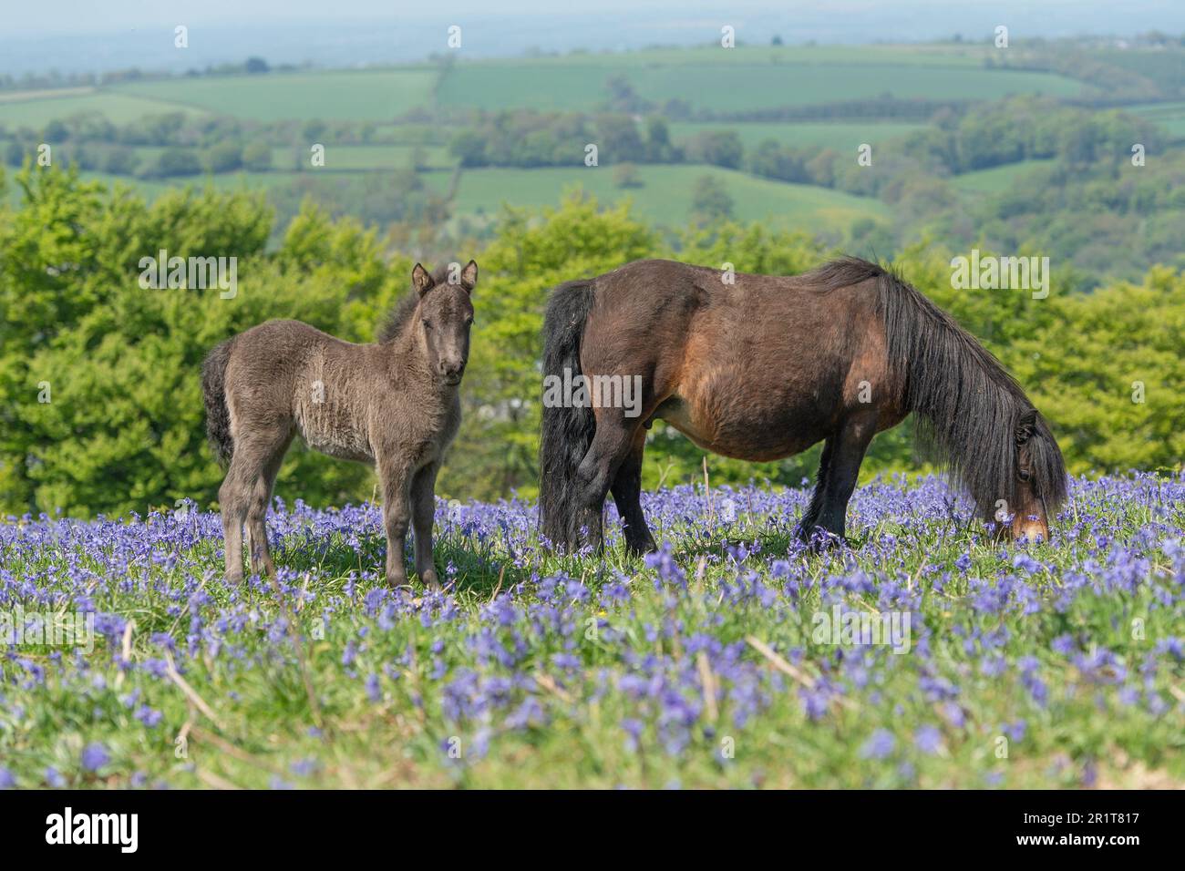 mare and foal grazing on Dartmoor in bluebells Stock Photo - Alamy