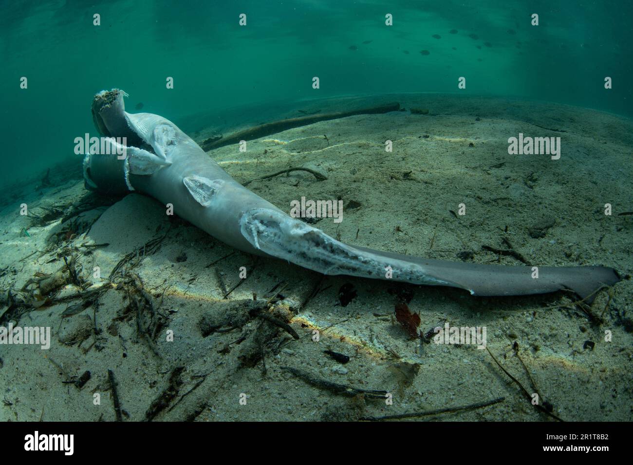 In Indonesia a Bull shark has been killed by having its fins removed ...