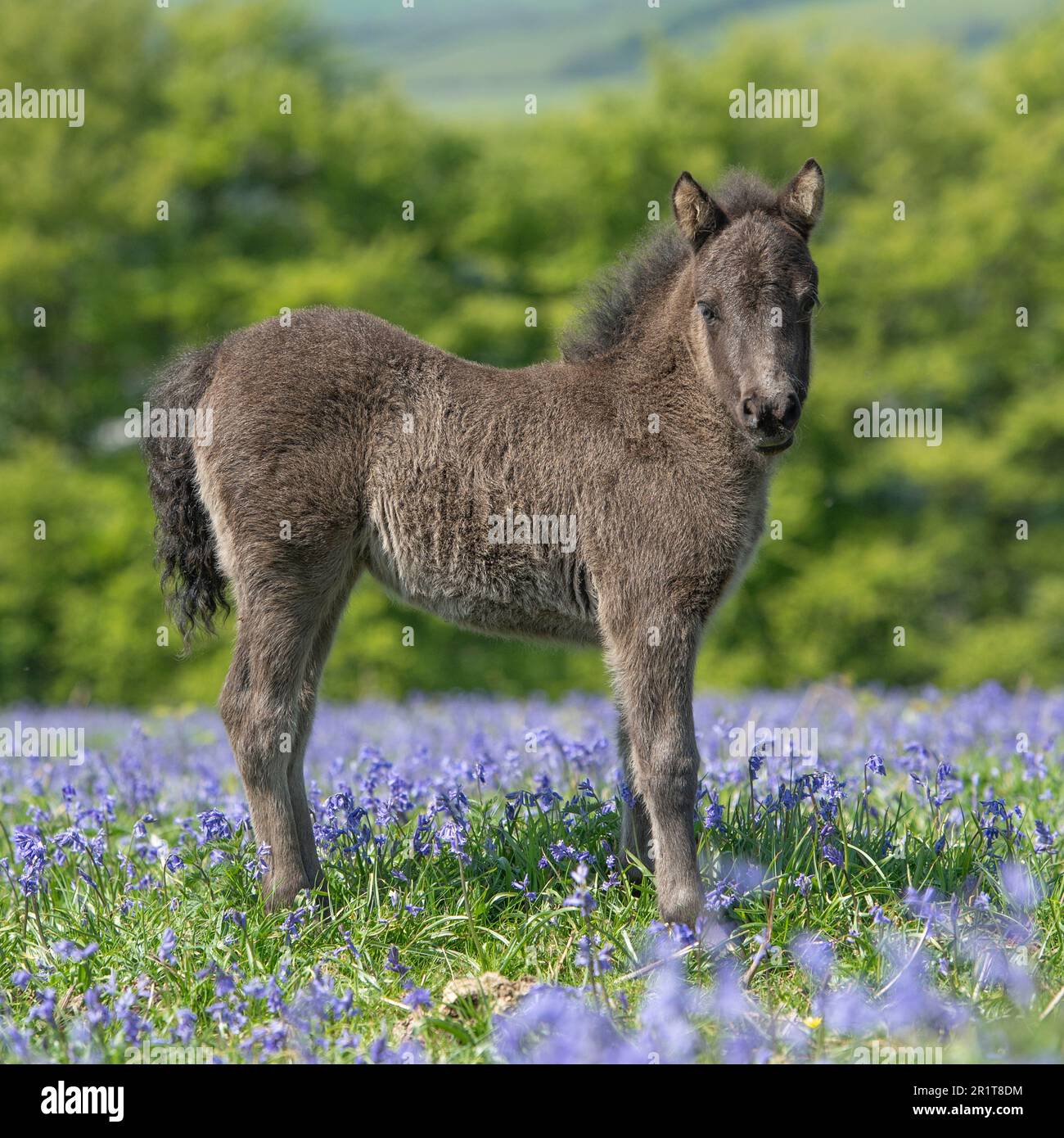 cute foal in bluebells Stock Photo - Alamy