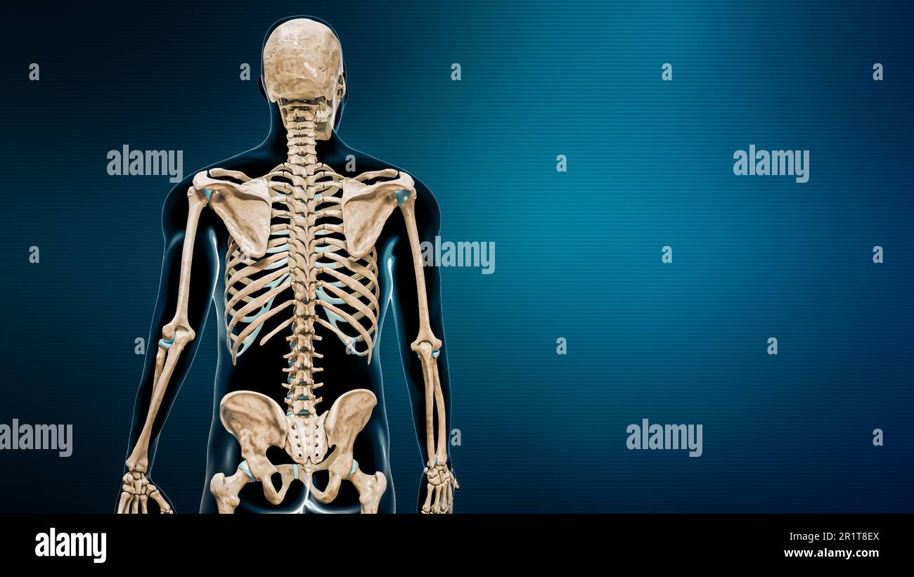 Human Skeleton Backbone