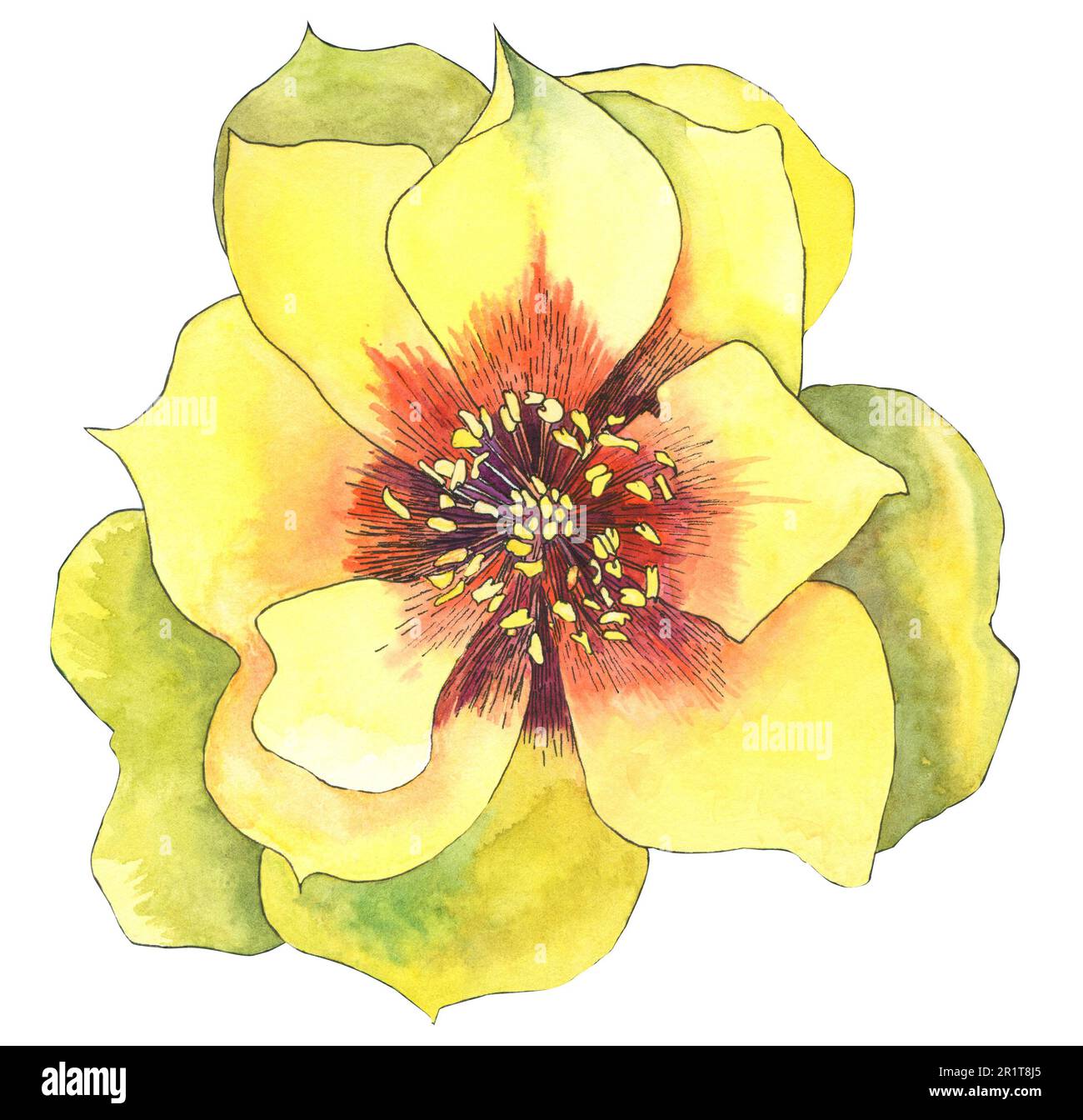 Persian rose is yellow with a red center, isolated on a white ...