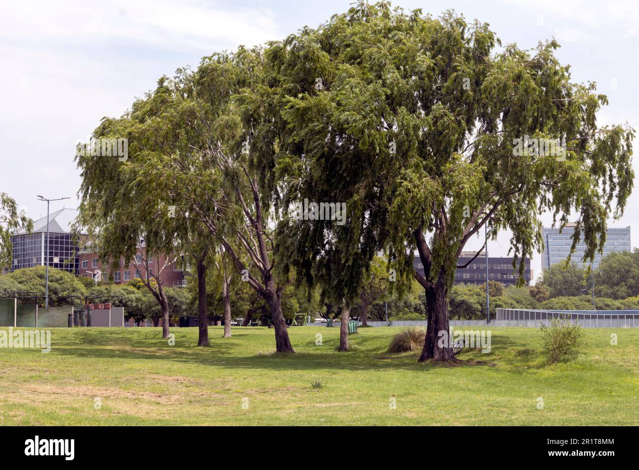 photography of big tree giving shade in city park Stock Photo - Alamy