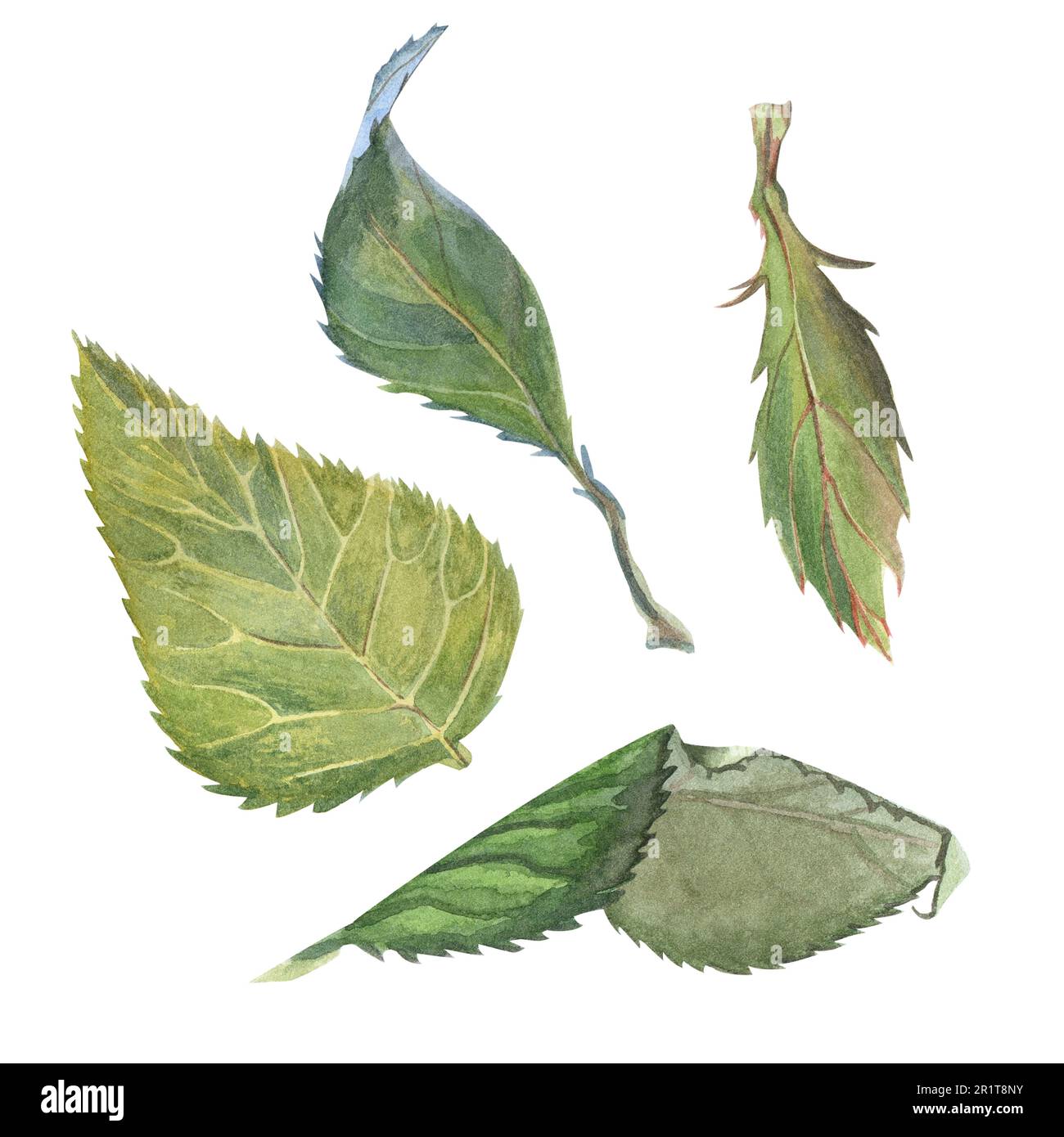 Rose flower leaves in different angles and various shapes. A set of ...