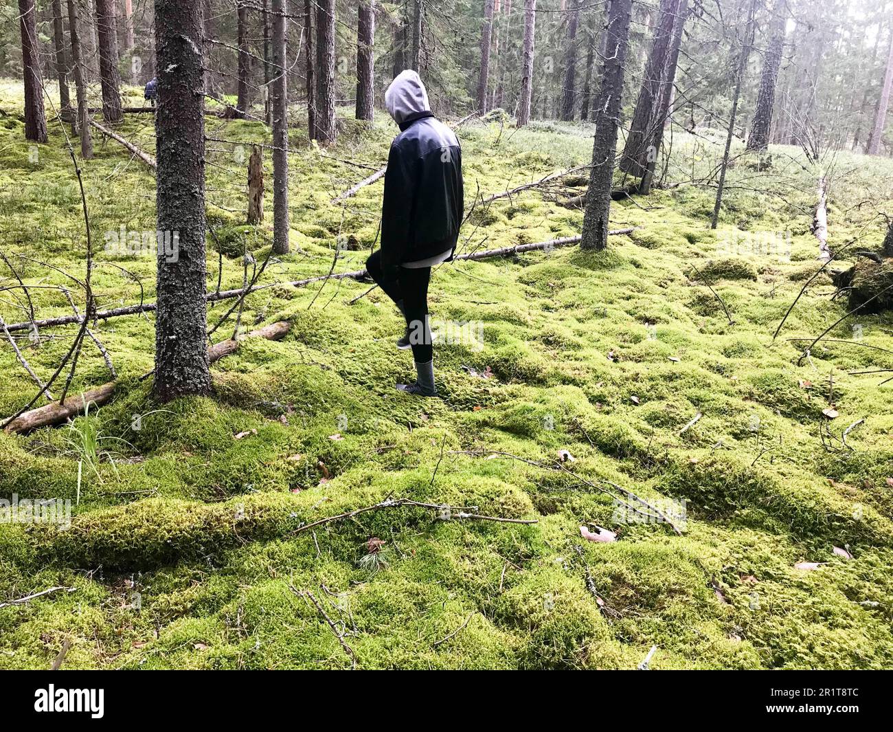 A man in a black jacket walks through a swamp overgrown with green moss ...