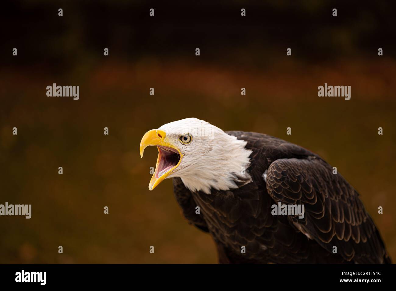 Bald eagle photograph hi-res stock photography and images - Alamy