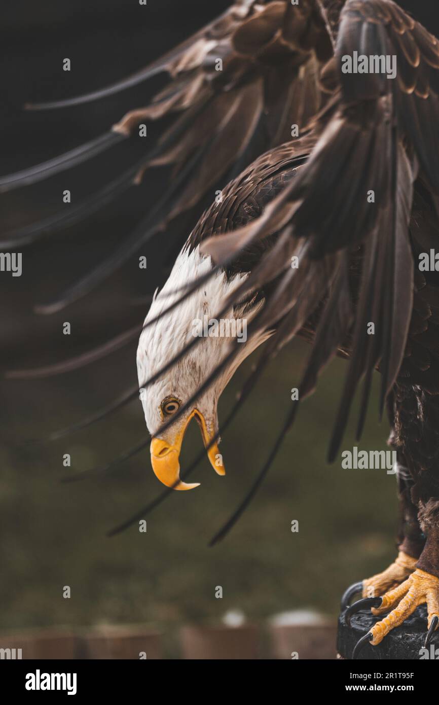 A majestic bald eagle is captured in a stunning vertical shot with its ...