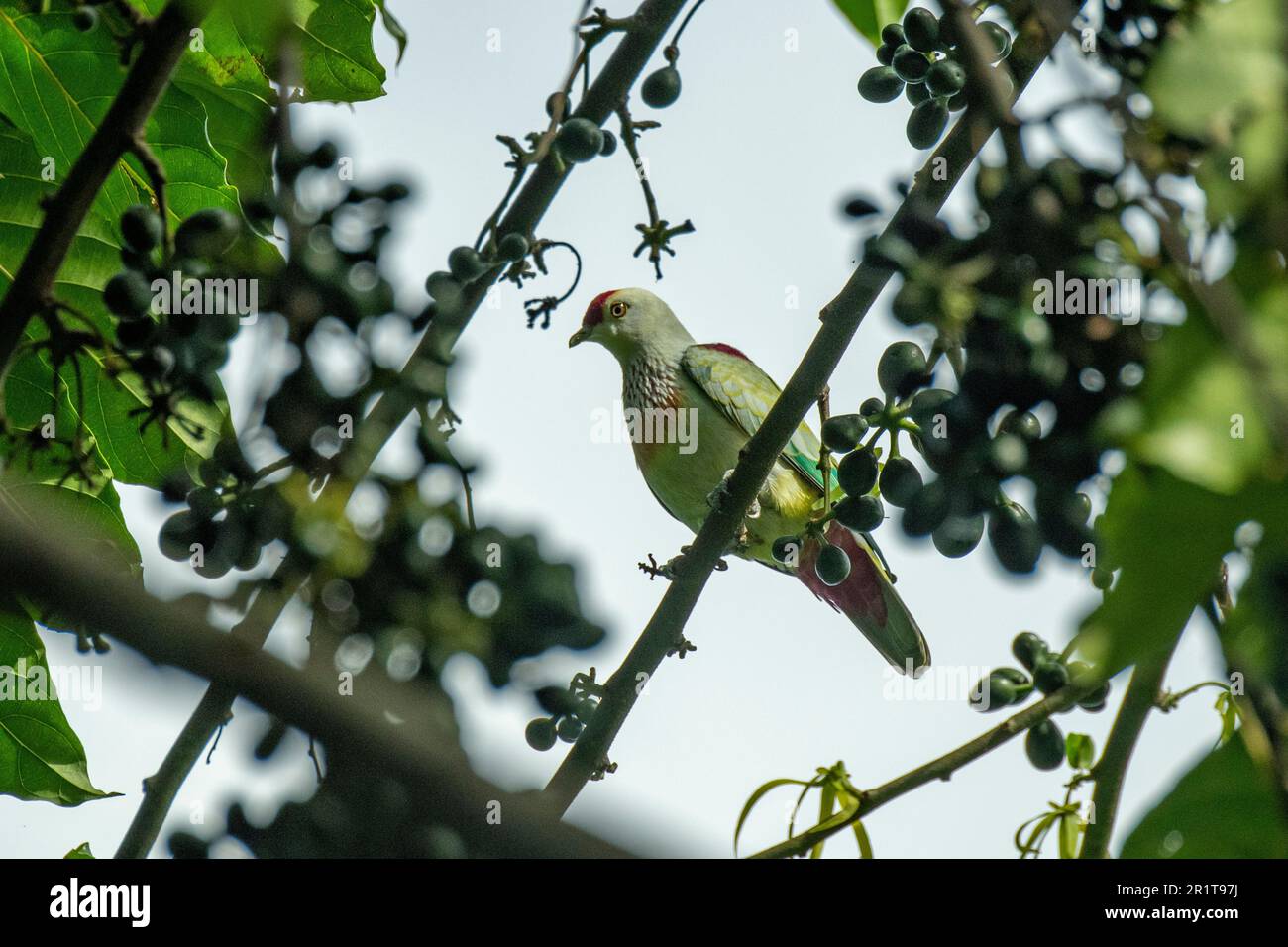Fiji, island of Taveuni, town of Somosomo, Bobby's Farm. Female Many ...