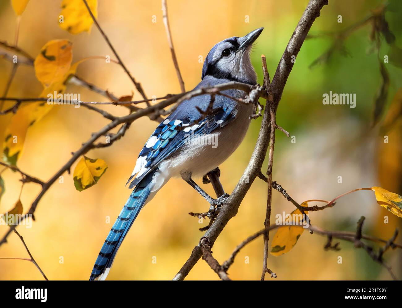 A Blue Jay songbird, posing in a tree in late Fall with a golden ...