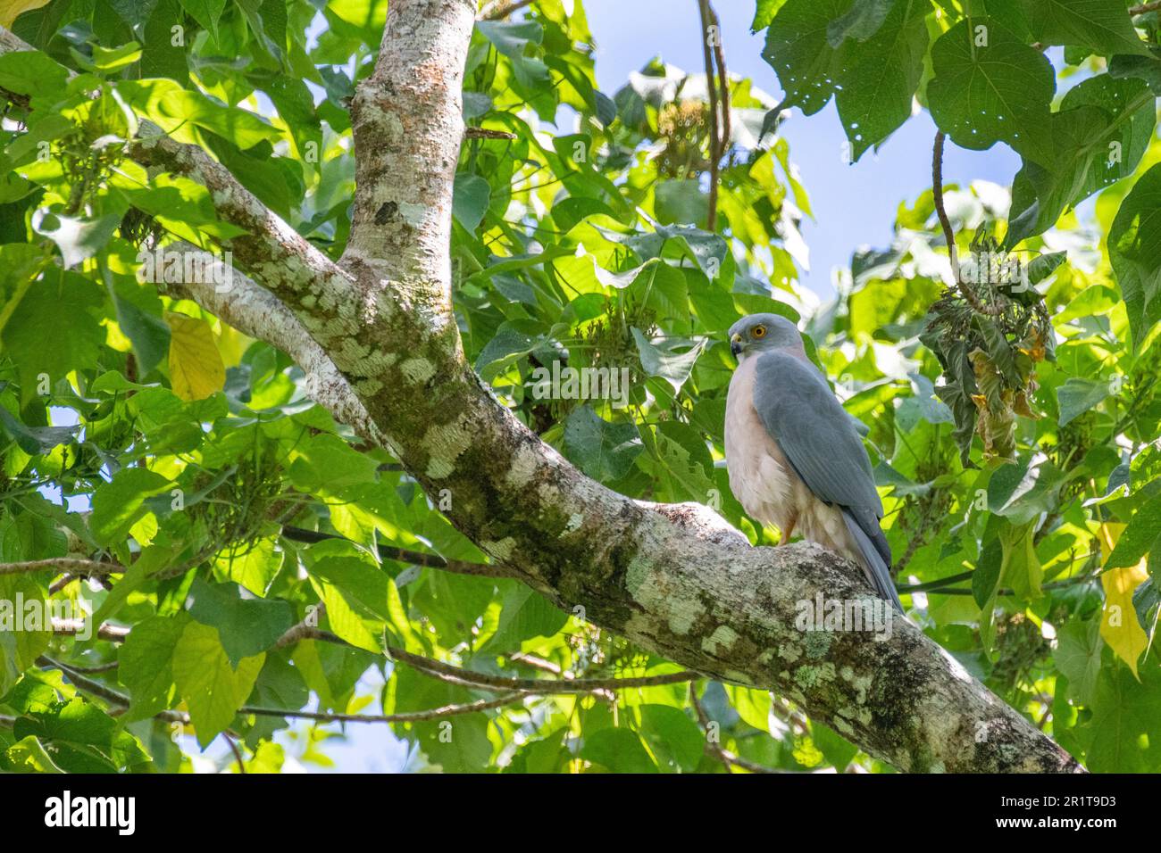 Fiji, island of Taveuni, town of Somosomo, Bobby's Farm. Fiji Goshawk ...