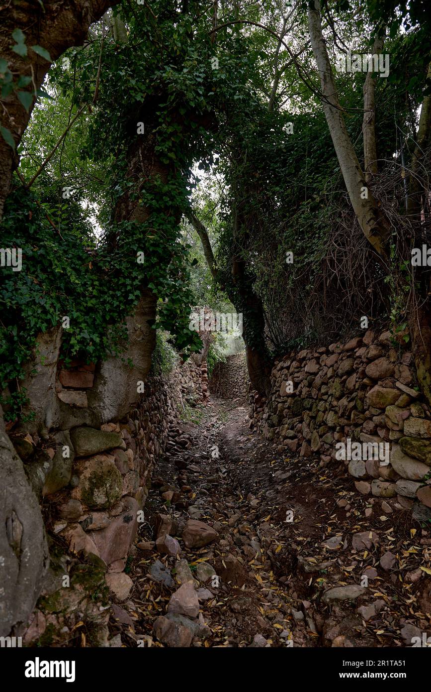Mountain path between stone walls and trees.dry stone construction, ivy ...