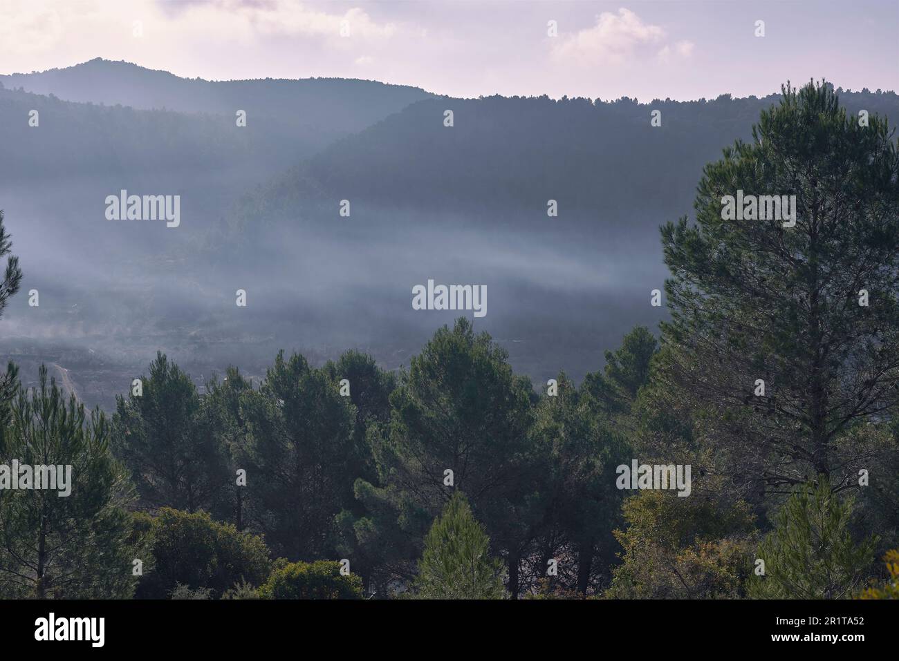 Mountain landscape with pine trees and misty clouds. Foggy, mysterious ...