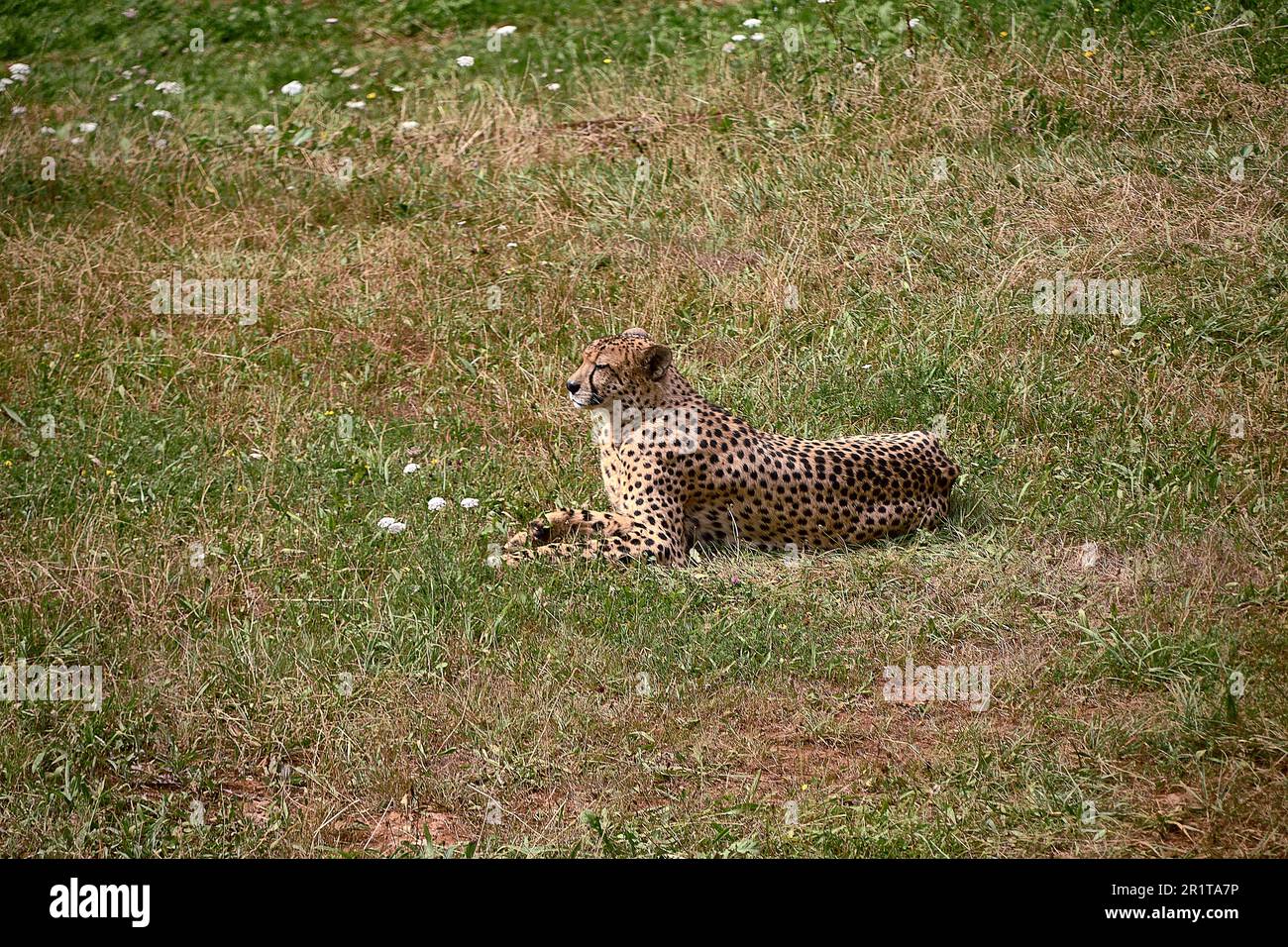 Spectation hi-res stock photography and images - Alamy
