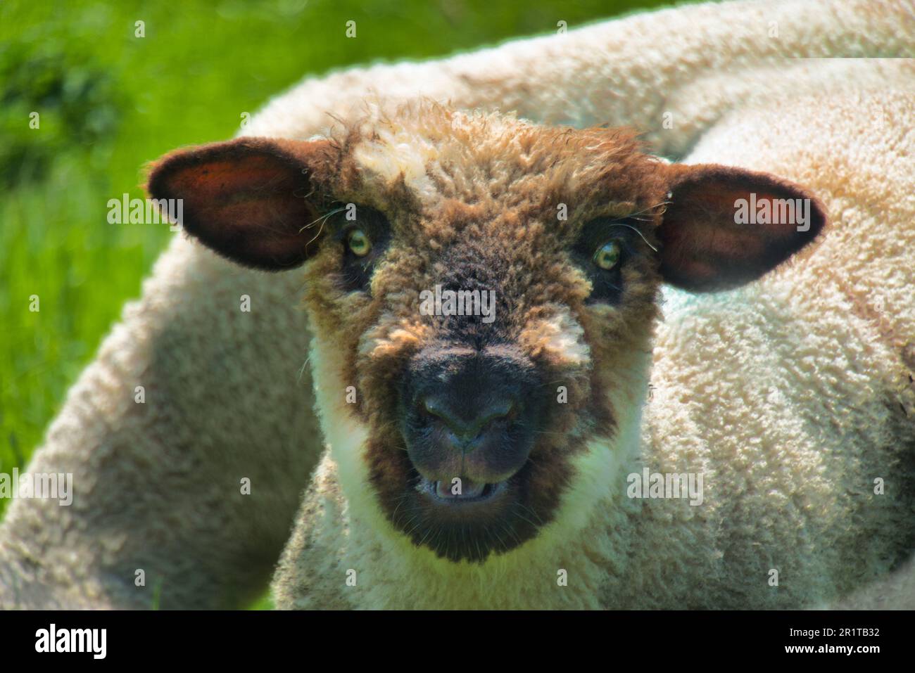 Funny sheep hi-res stock photography and images - Alamy