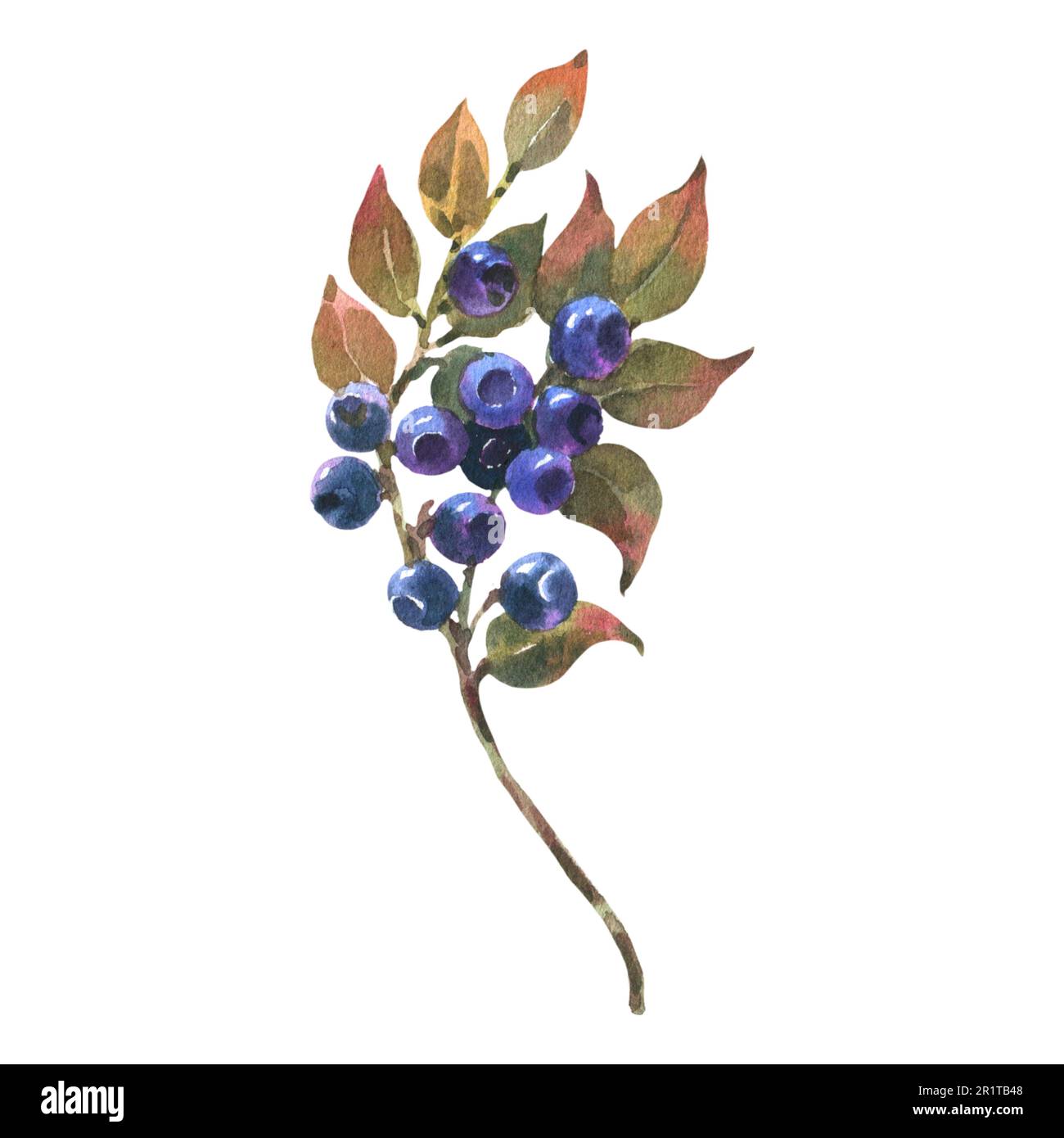 Botanical drawing blueberry hi-res stock photography and images - Alamy