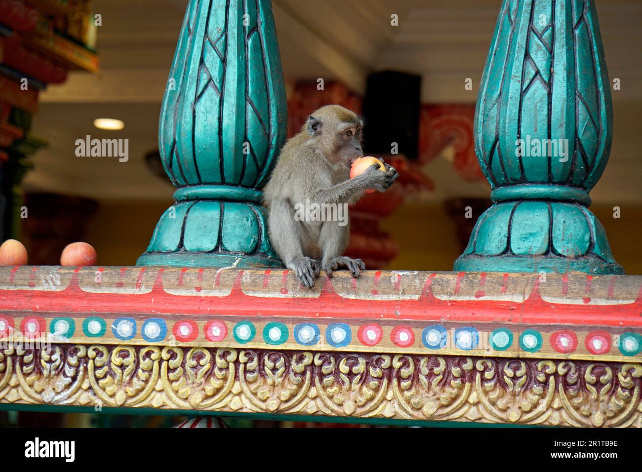 the wild monkeys live at batu cave temple in kuala lumpur Stock Photo ...