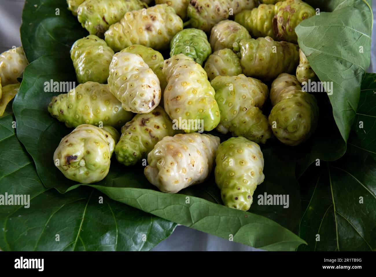 Niue, commonly known as The Rock or The Rock of Polynesia. Annual Kai ...