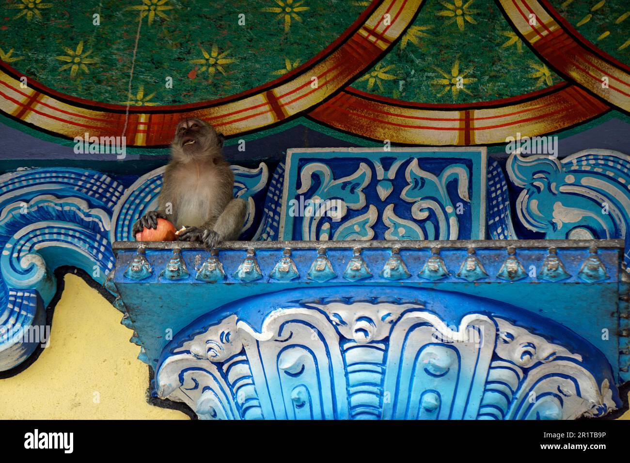 the wild monkeys live at batu cave temple in kuala lumpur Stock Photo ...