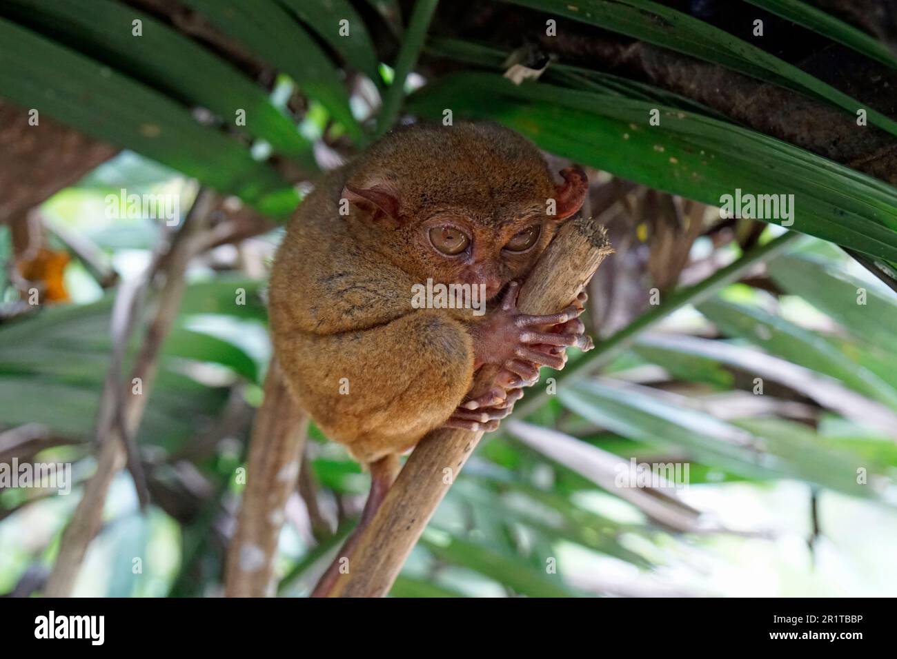 Portrait of Tarsier monkey (Tarsius Syrichta) on the tree at bohol ...