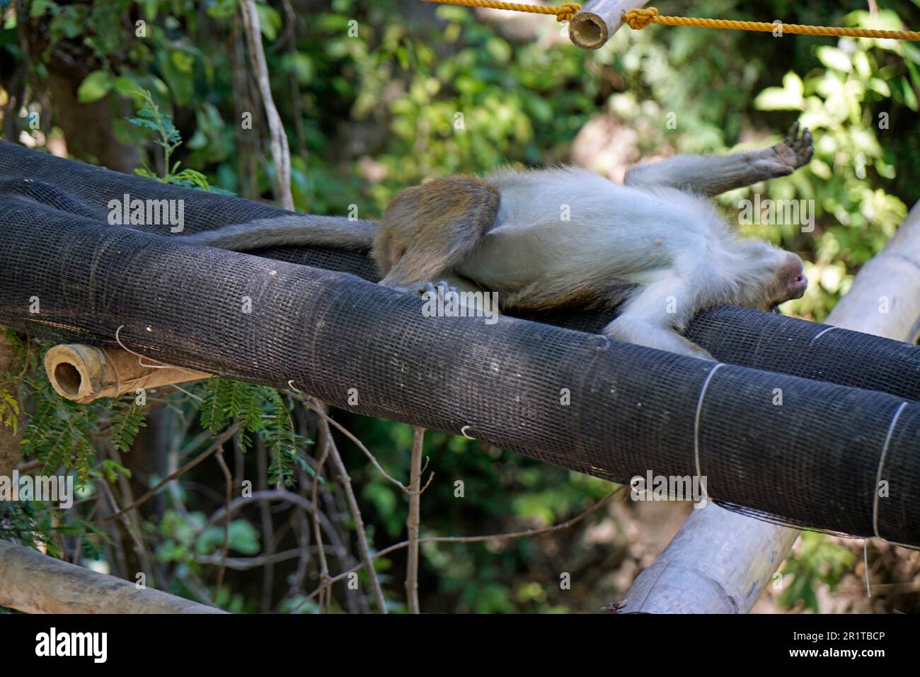 macaque monkeys ion cebu island at the philippines Stock Photo - Alamy