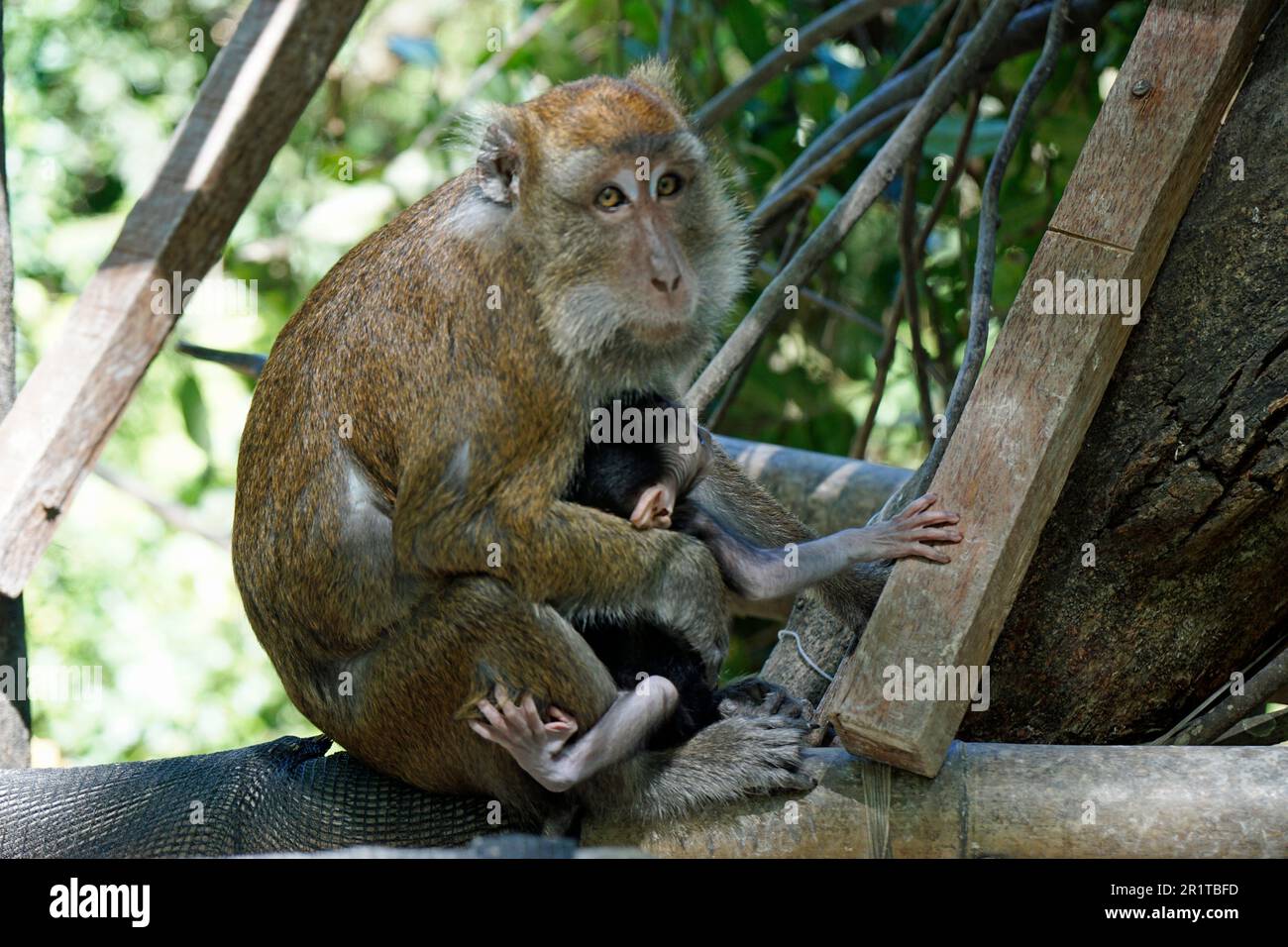 macaque monkeys ion cebu island at the philippines Stock Photo - Alamy