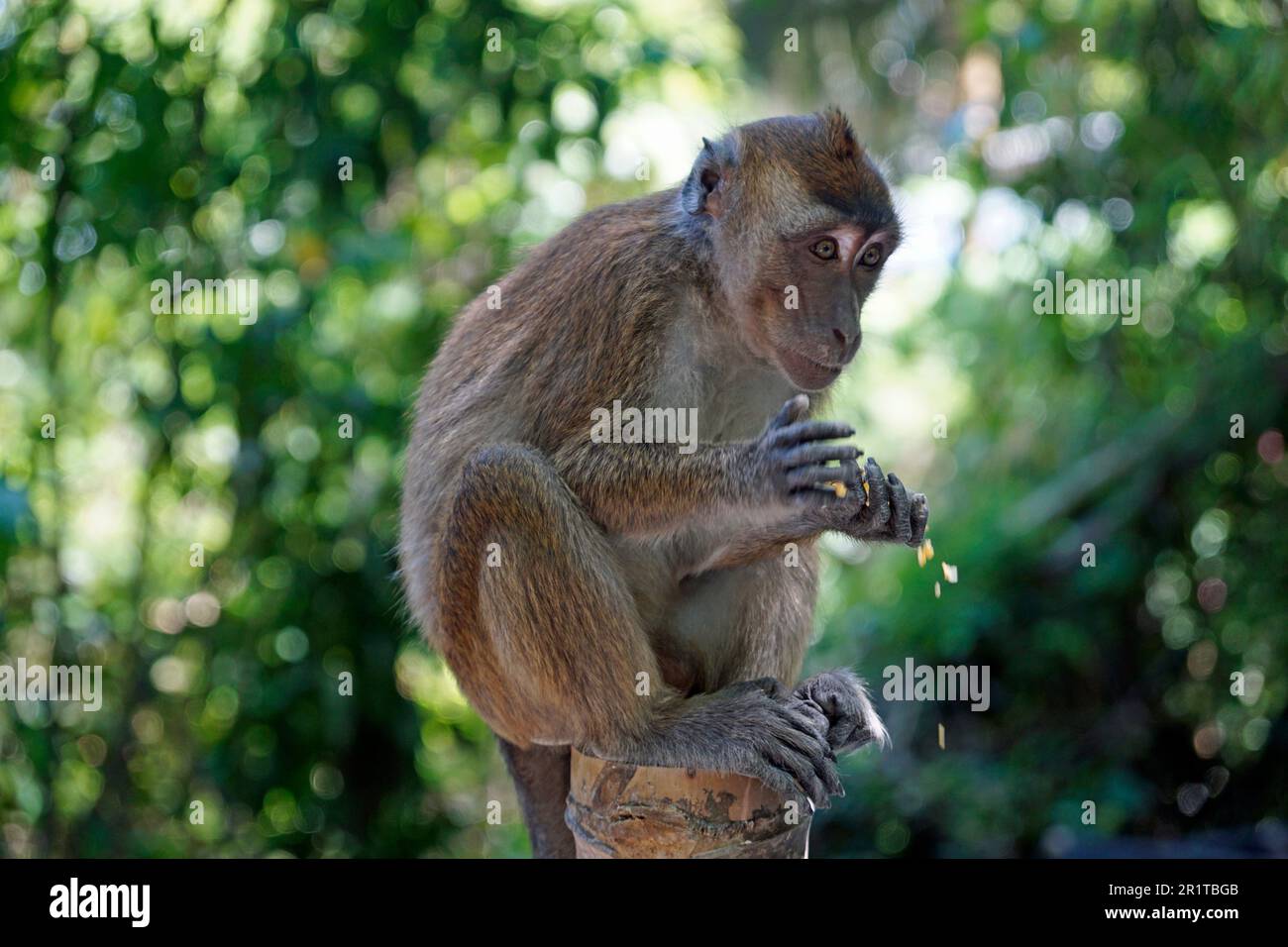 macaque monkeys ion cebu island at the philippines Stock Photo - Alamy