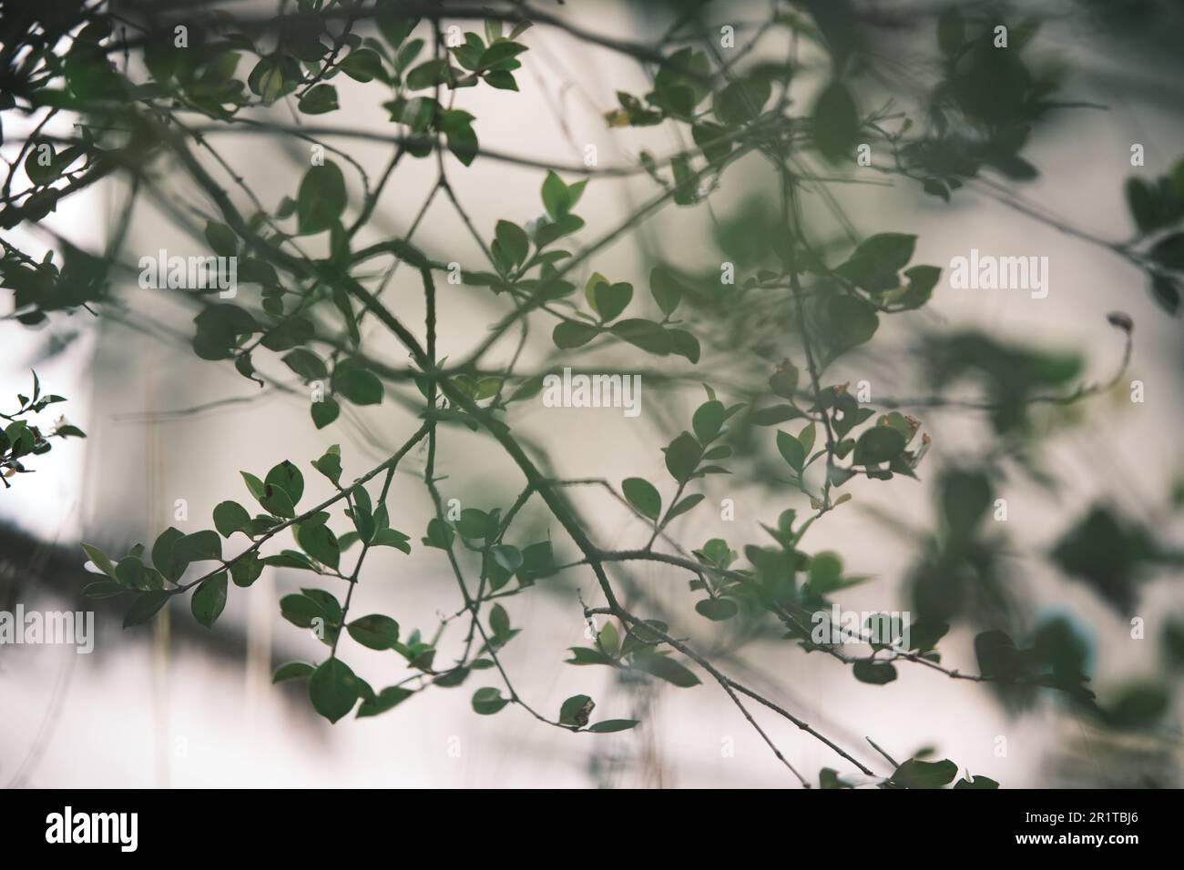 A thriving tree with lush green branches in the bright daylight hours ...