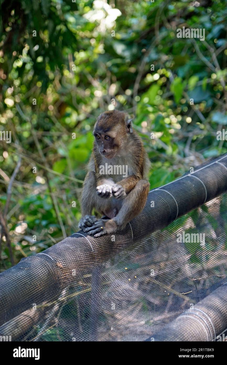 macaque monkeys ion cebu island at the philippines Stock Photo - Alamy