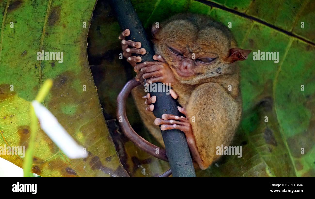 Portrait of Tarsier monkey (Tarsius Syrichta) on the tree at bohol ...
