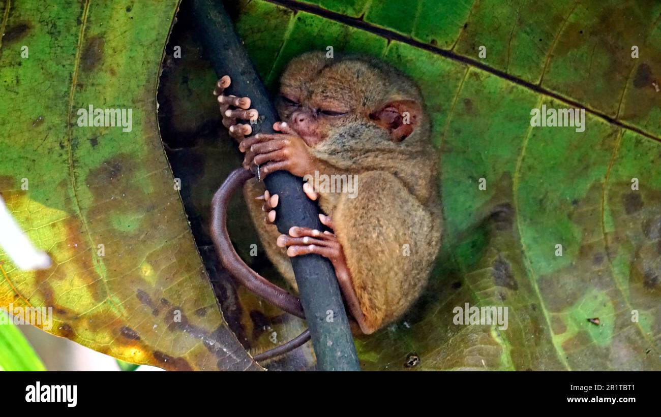 Portrait of Tarsier monkey (Tarsius Syrichta) on the tree at bohol ...