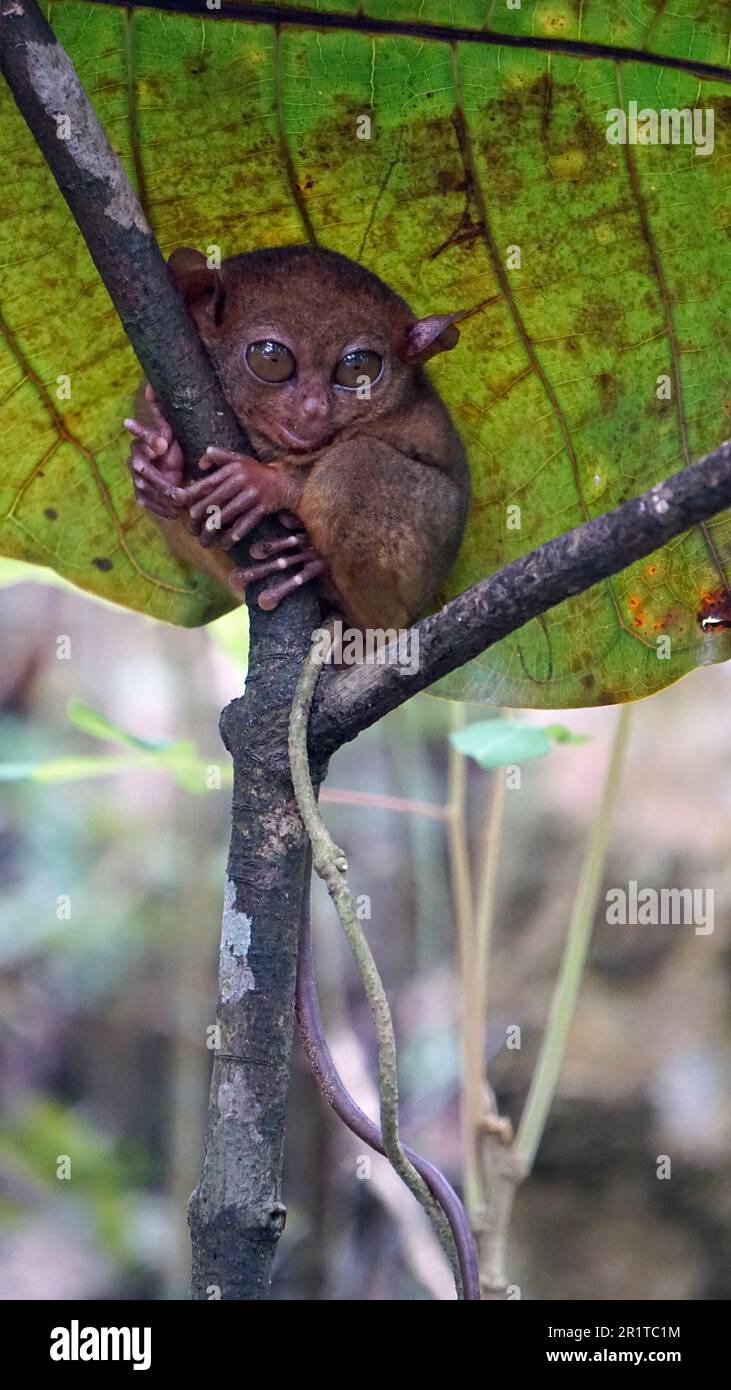 Portrait of Tarsier monkey (Tarsius Syrichta) on the tree at bohol ...