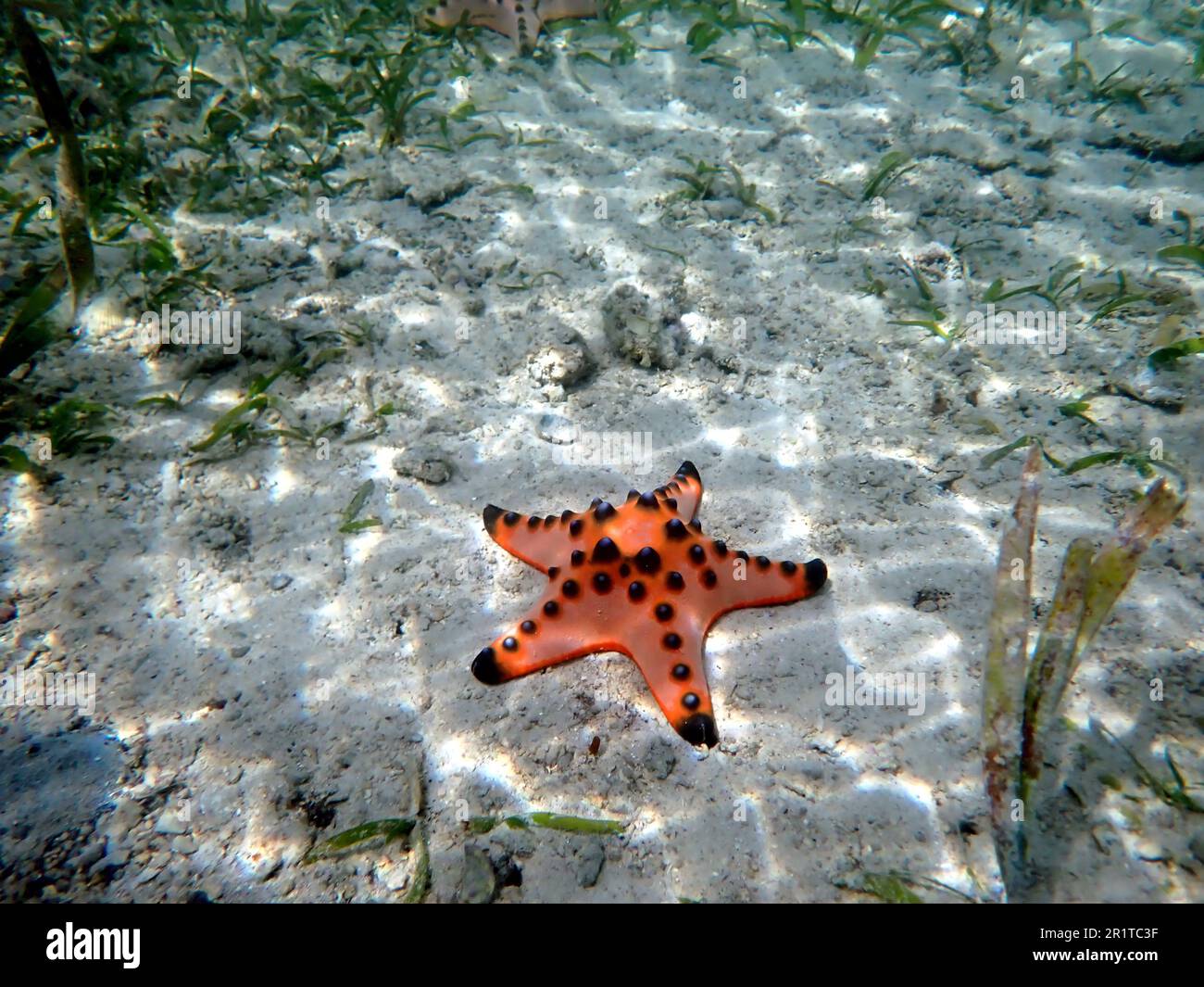 underwater world in moalboal on cebu island - colorful starfish Stock ...
