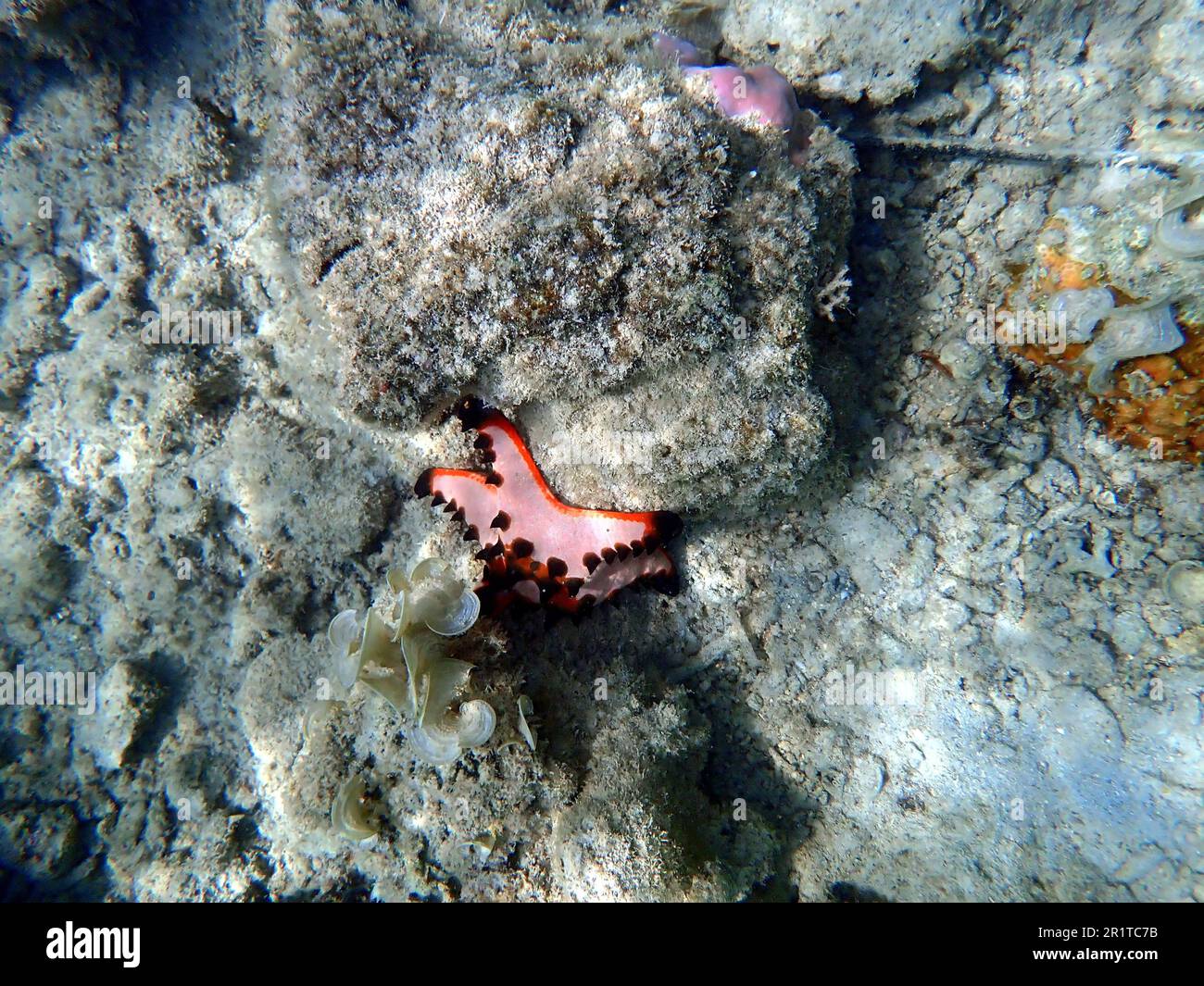 underwater world in moalboal on cebu island - colorful starfish Stock ...