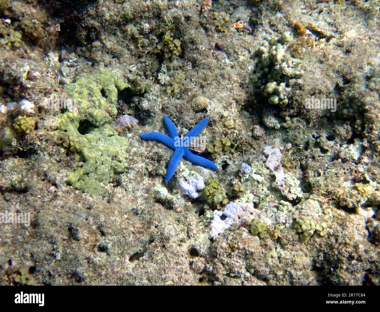 underwater world in moalboal on cebu island - colorful starfish Stock ...