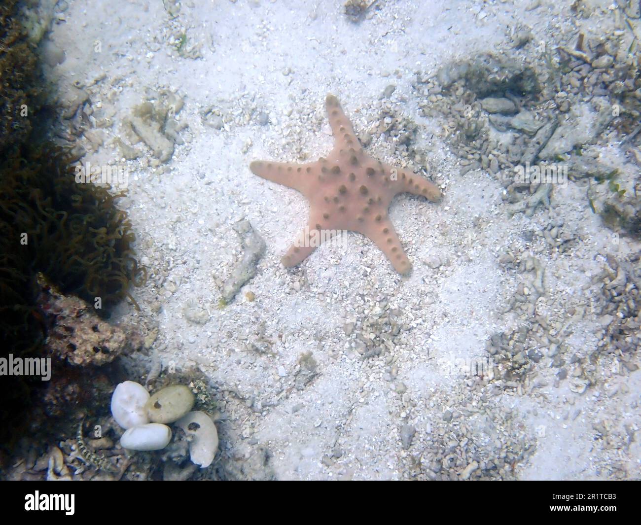 underwater world in moalboal on cebu island - colorful starfish Stock ...