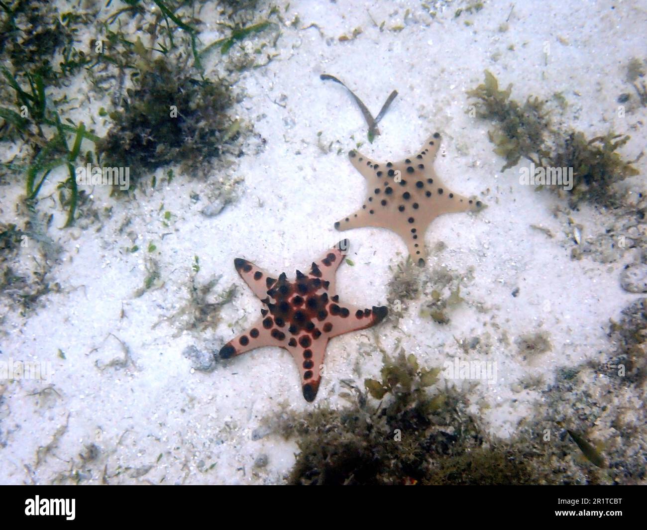 underwater world in moalboal on cebu island - colorful starfish Stock ...