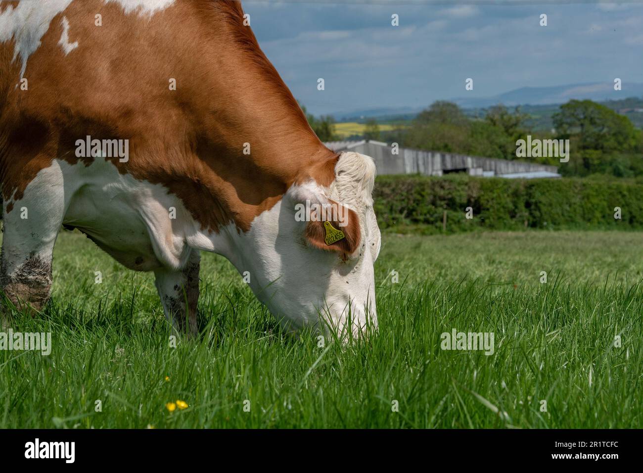 beef cow grazing a grass field Stock Photo - Alamy