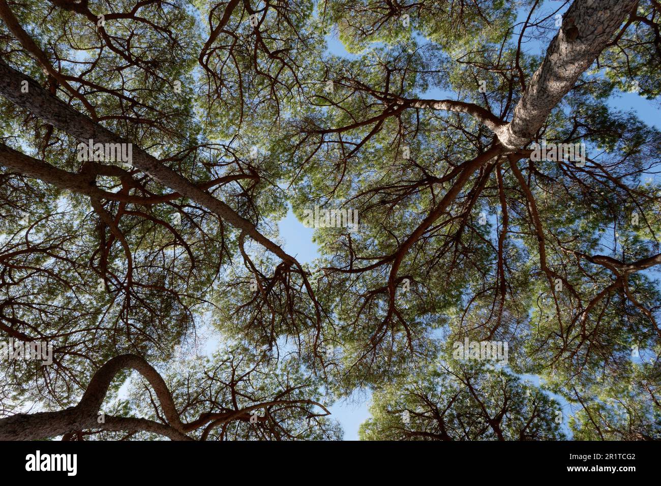View from above of pine trees against the blue sky Stock Photo - Alamy