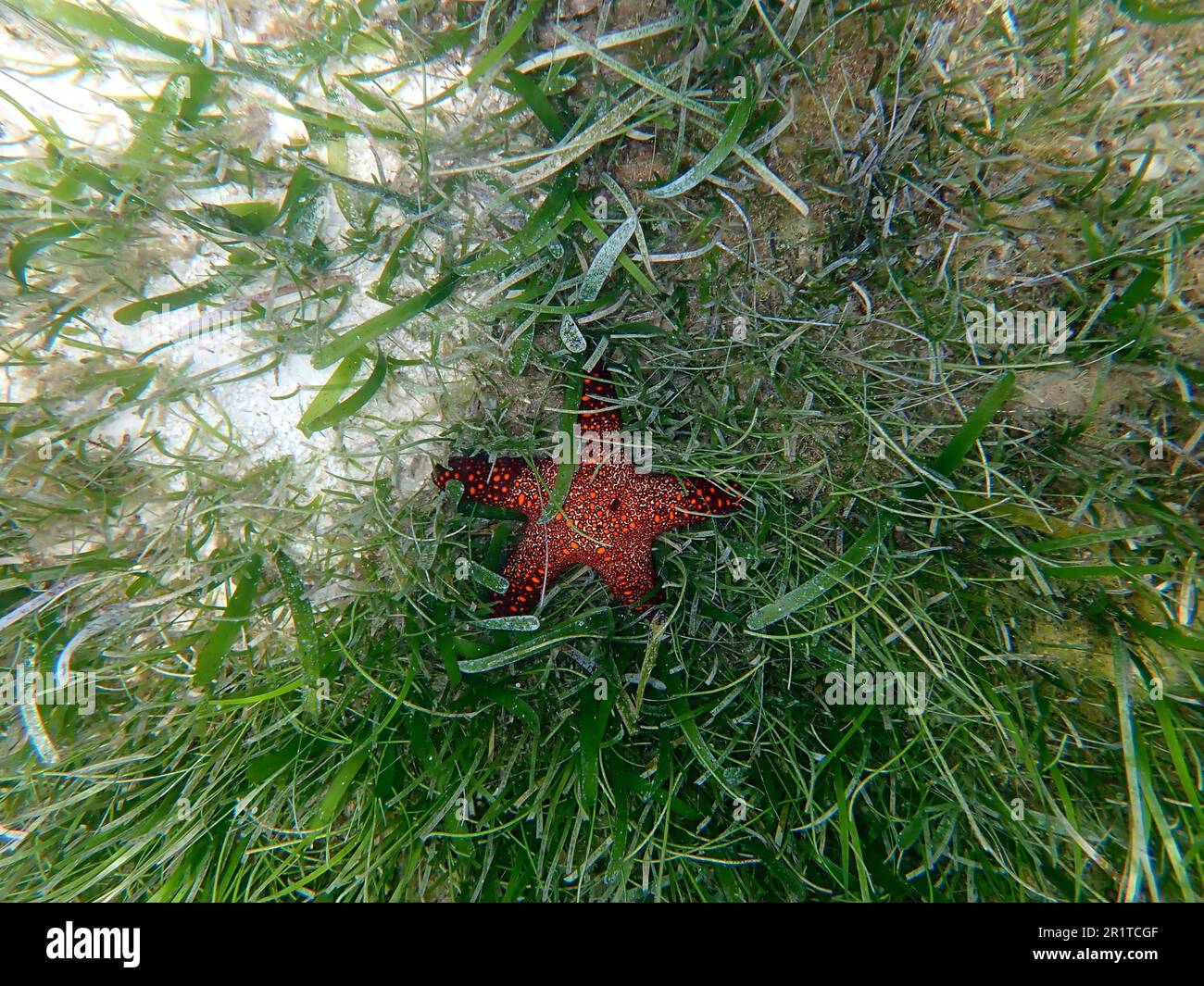 underwater world in moalboal on cebu island - colorful starfish Stock ...
