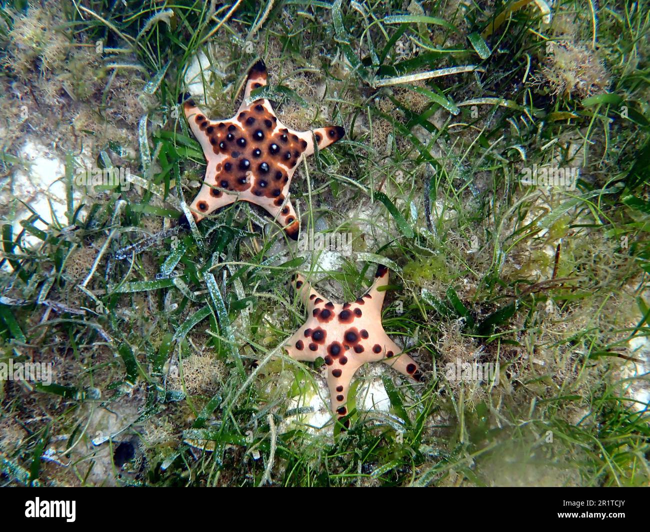 underwater world in moalboal on cebu island - colorful starfish Stock ...