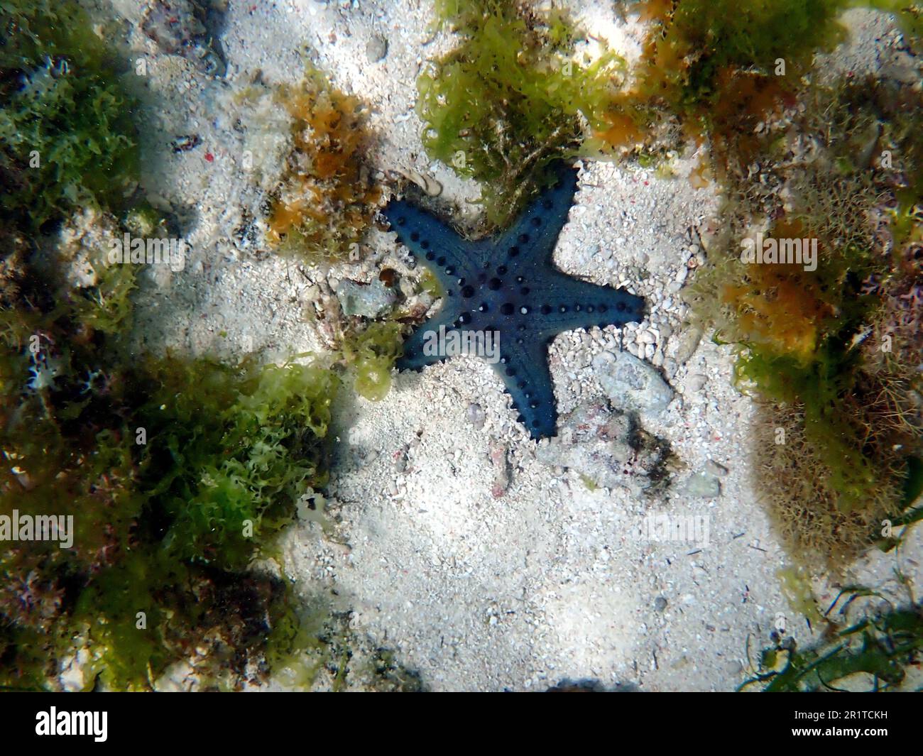 underwater world in moalboal on cebu island - colorful starfish Stock ...