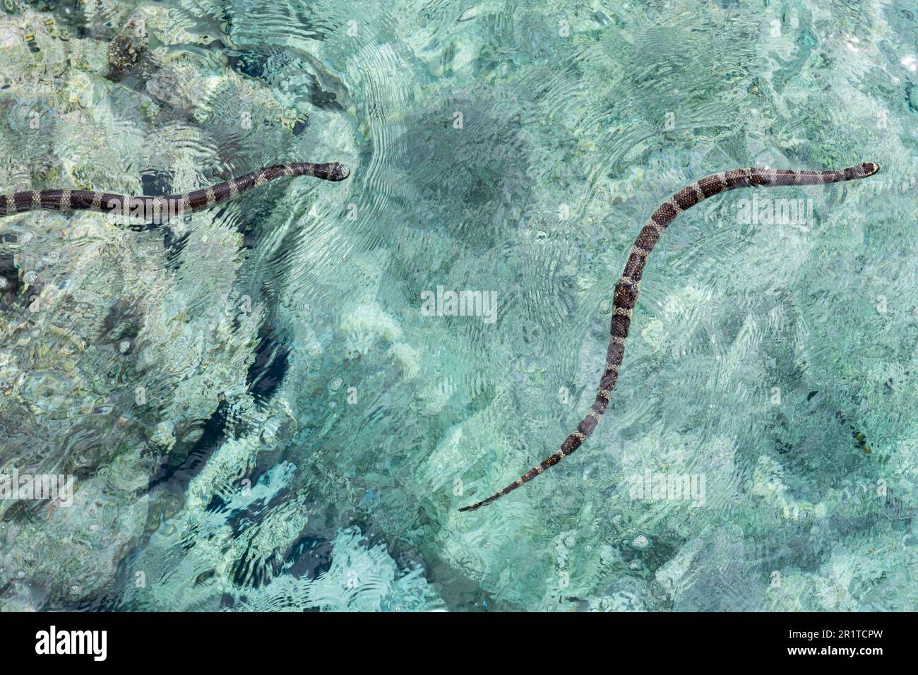 Niue AKA The Rock or The Rock of Polynesia. Endemic katuali or flat ...