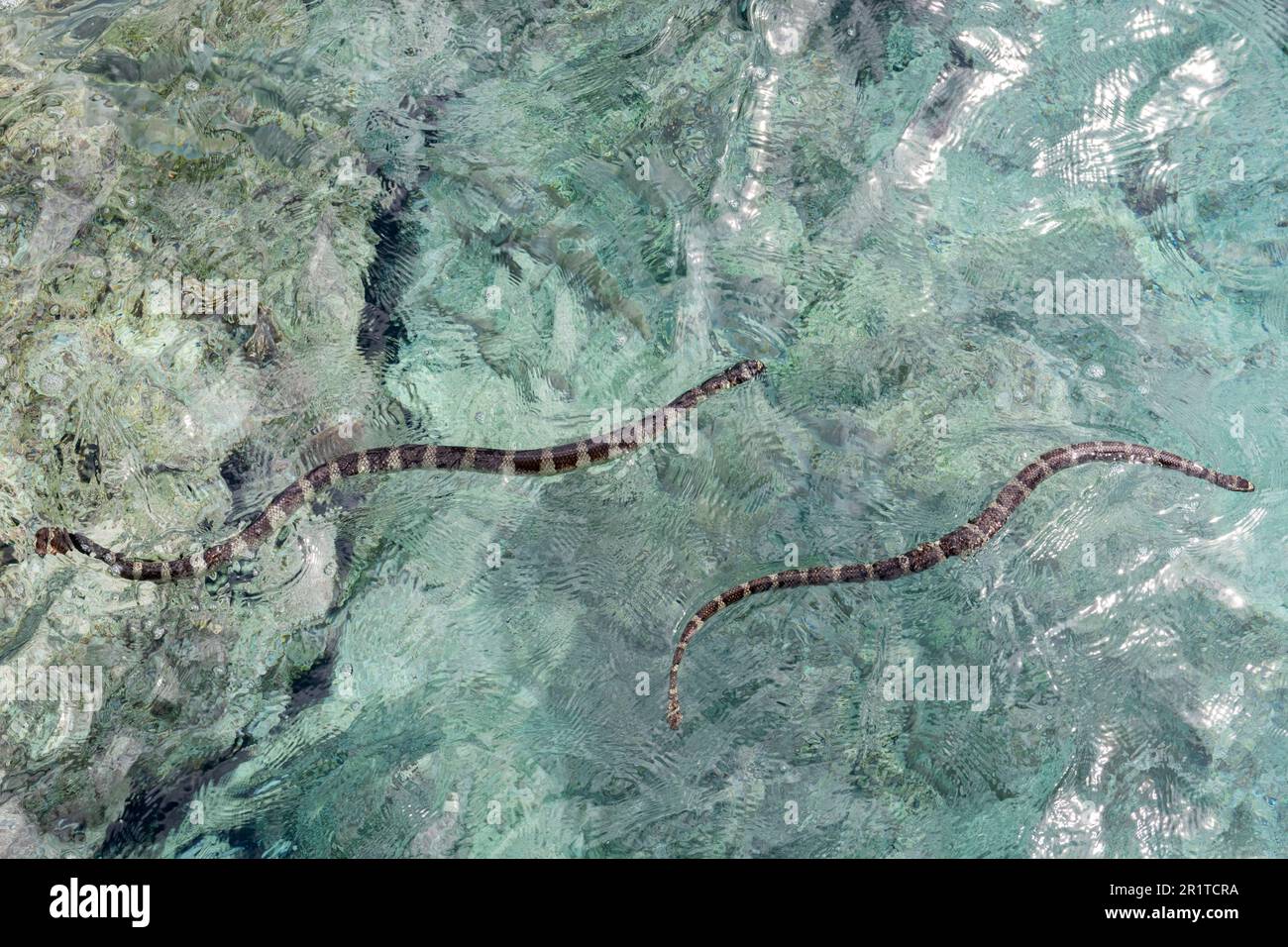 Niue AKA The Rock or The Rock of Polynesia. Endemic katuali or flat ...